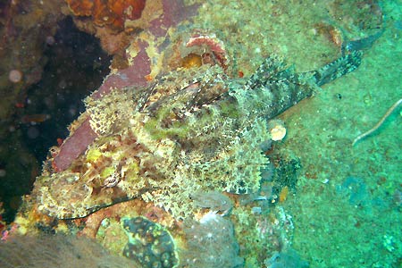 Coron,Taiei Maru Wreck, crocodile fish. VIRTOURIST.COM CORON